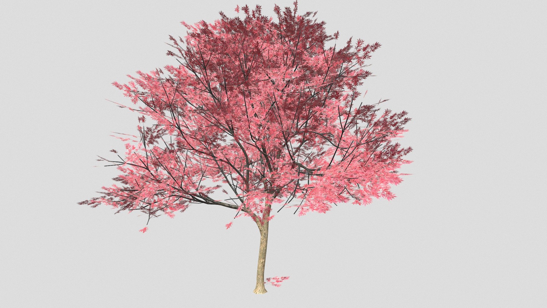 Red Maple Tree - 3D model by Marc Sawyer (@whitewashstudio) [4facb89 ...