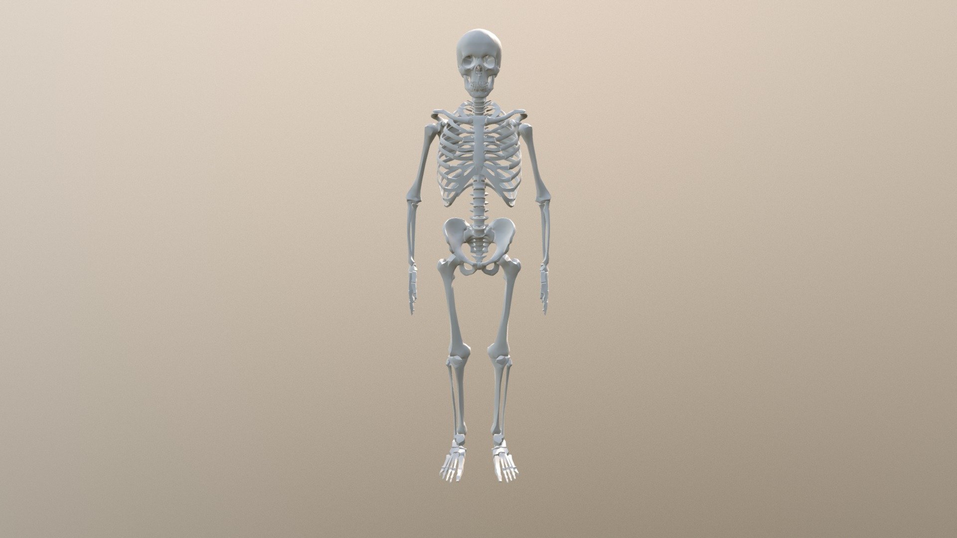 Skeleton - 3D model by davidvirtual [4fb2256] - Sketchfab
