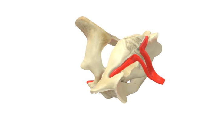 Vertebral_artery 3D models - Sketchfab