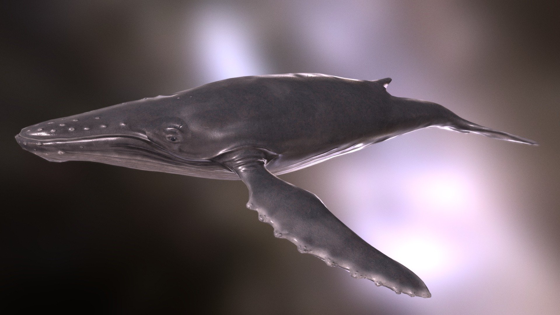 Whale - Buy Royalty Free 3D model by digikstudio [4fb6fef] - Sketchfab ...