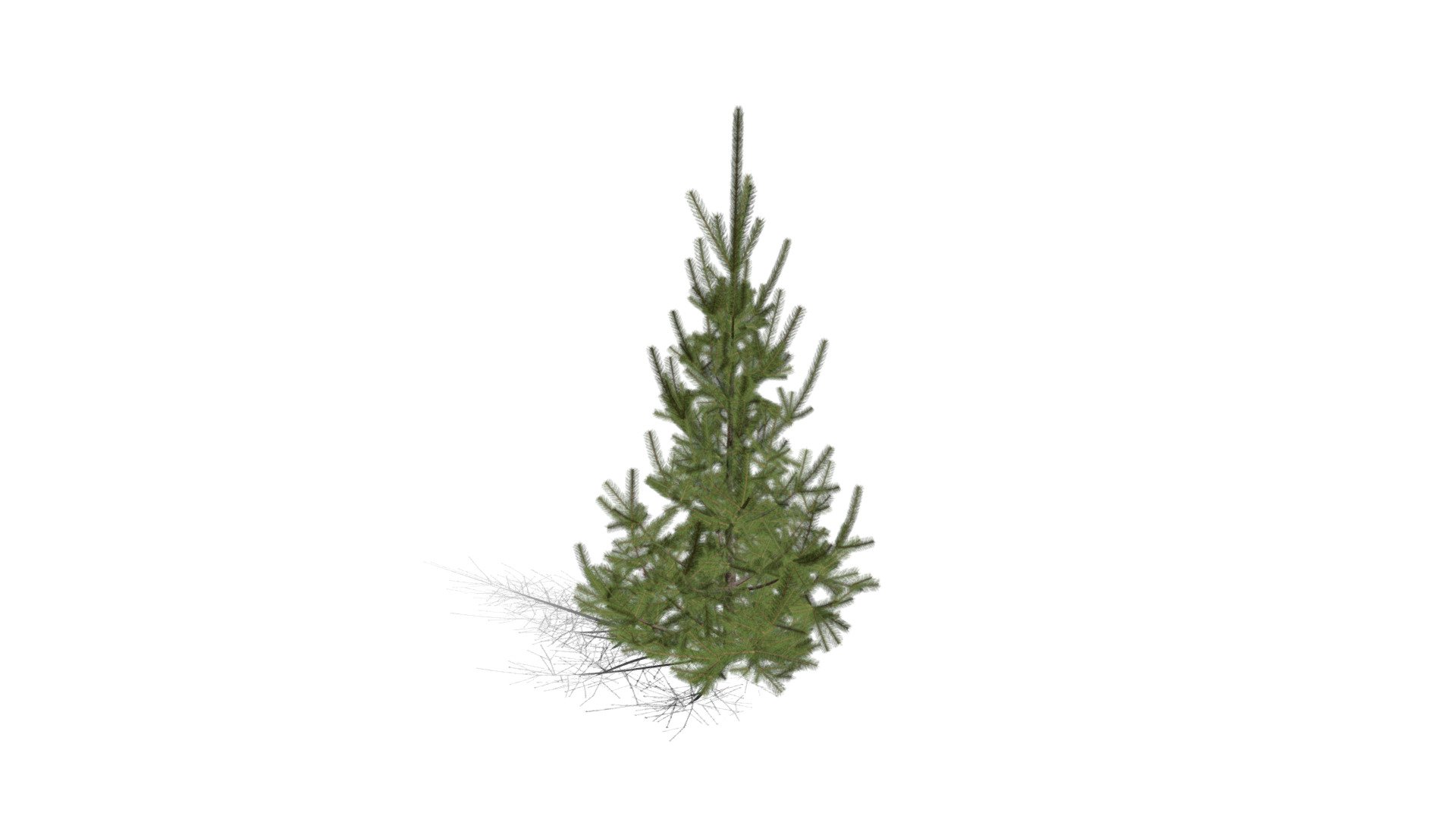 Realistic HD Norway spruce (11/43) - Download Free 3D model by ...
