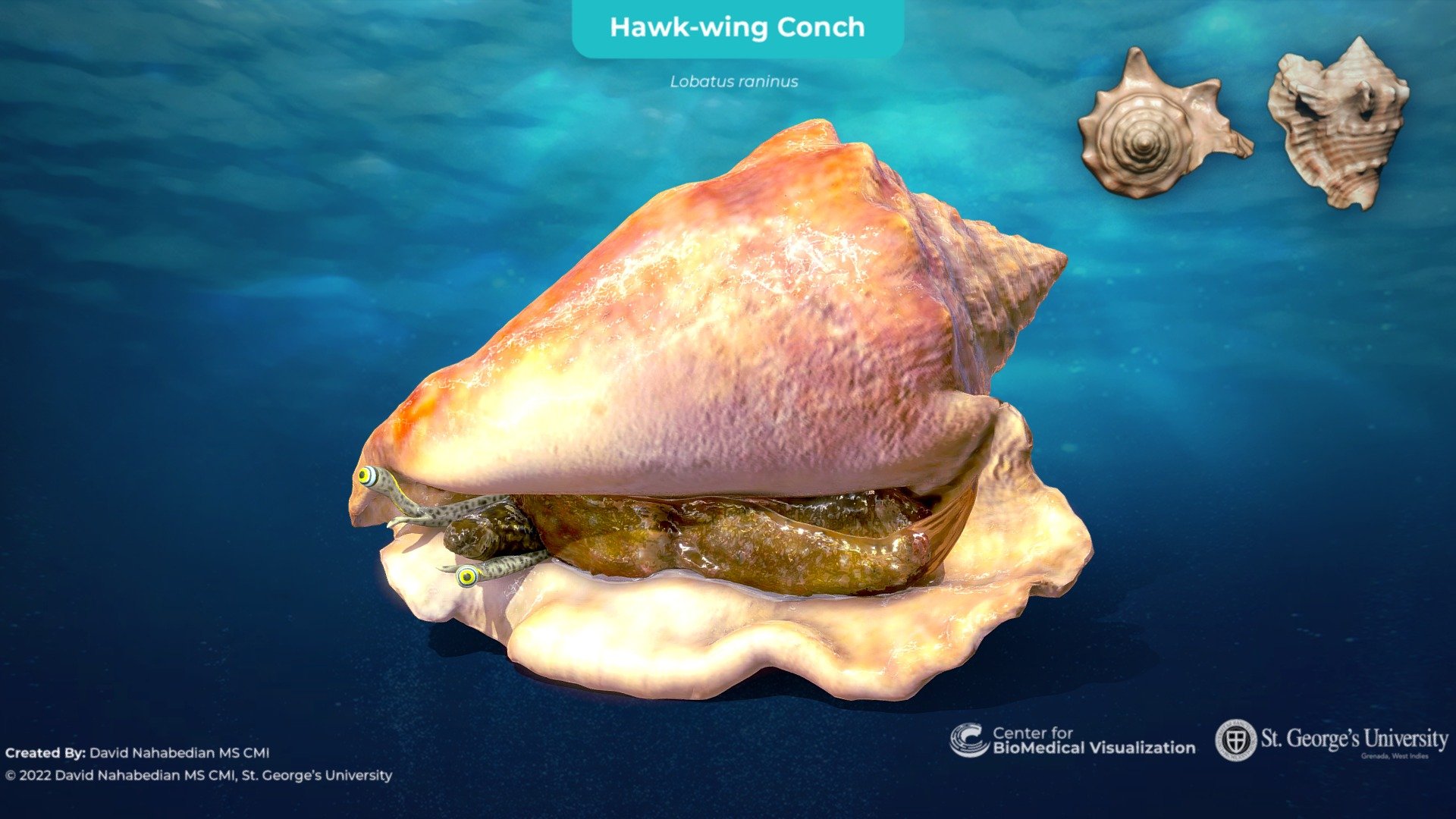 Hawk-wing Conch: Lobatus raninus - 3D model by The Center for ...