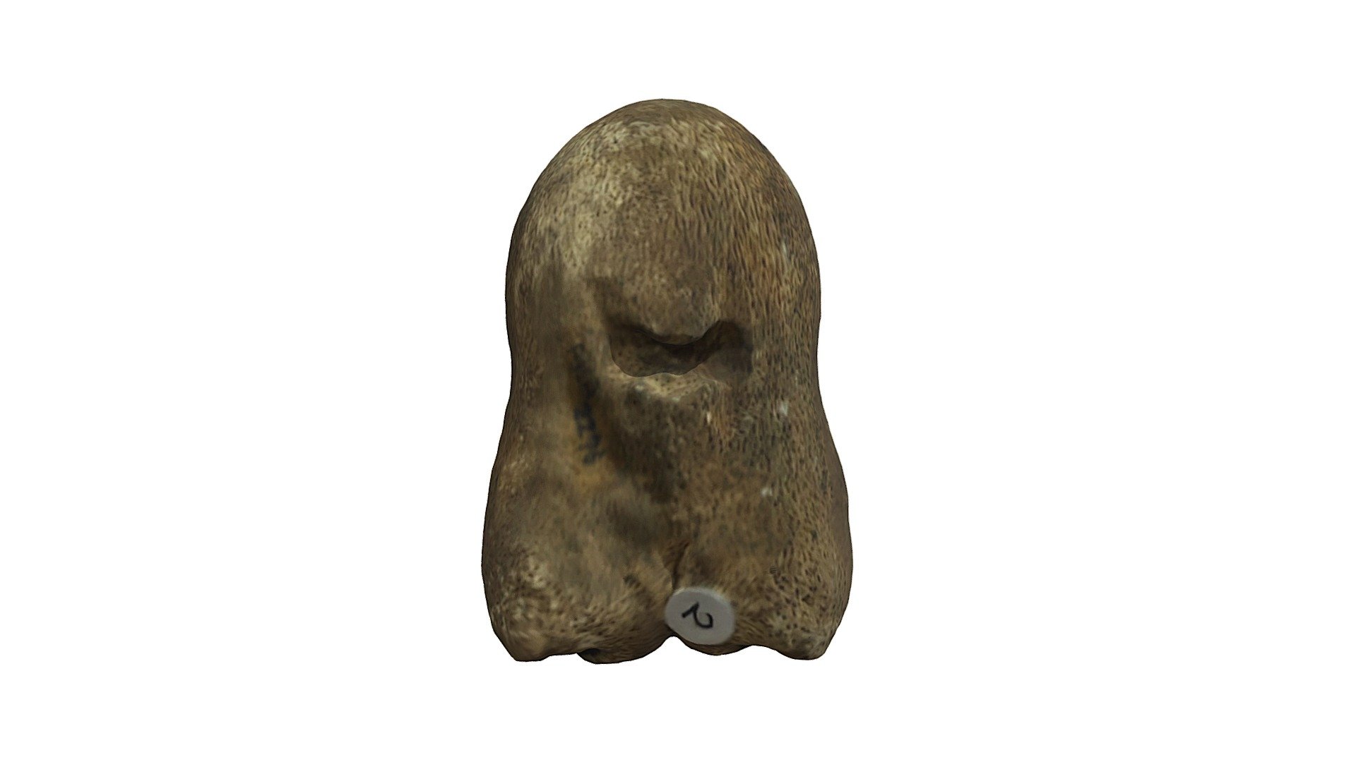 3d Fig411-2-poly - 3D model by HoUM [4fd2b68] - Sketchfab