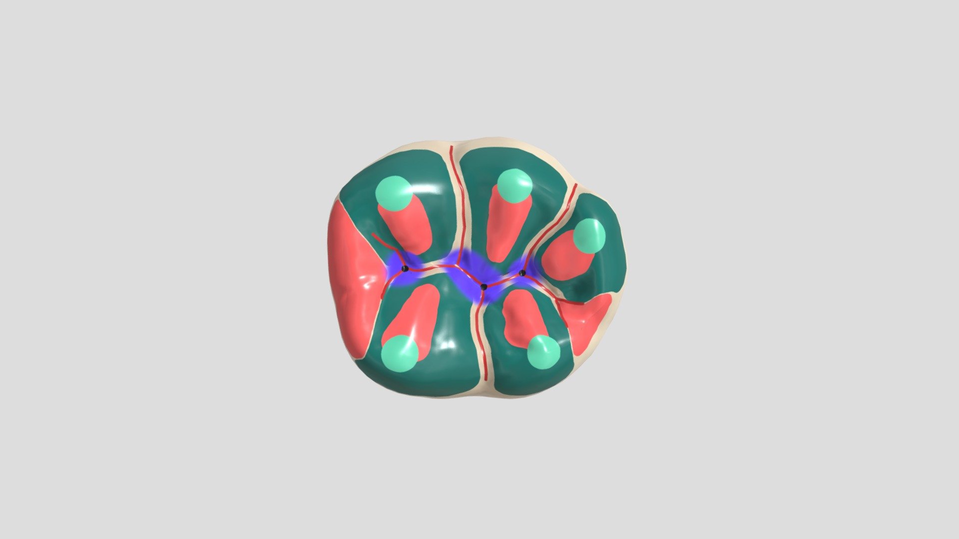 Mandibular first molar anatomy features - 3D model by Virtual Dental ...