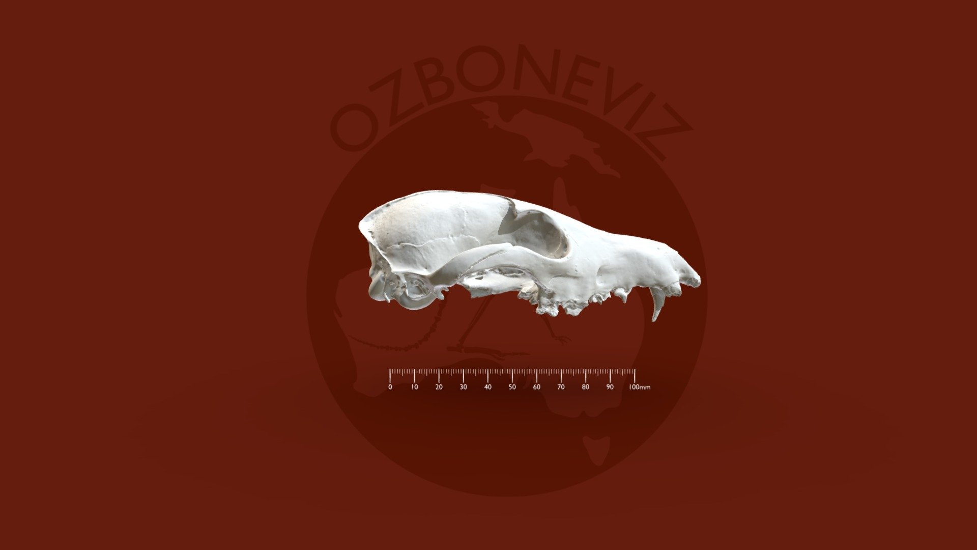 Red fox cranium - 3D model by Ozboneviz [4fdb96a] - Sketchfab