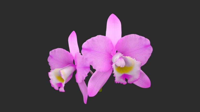 Cattleya - 3D model by m-product [4fdcd05] - Sketchfab