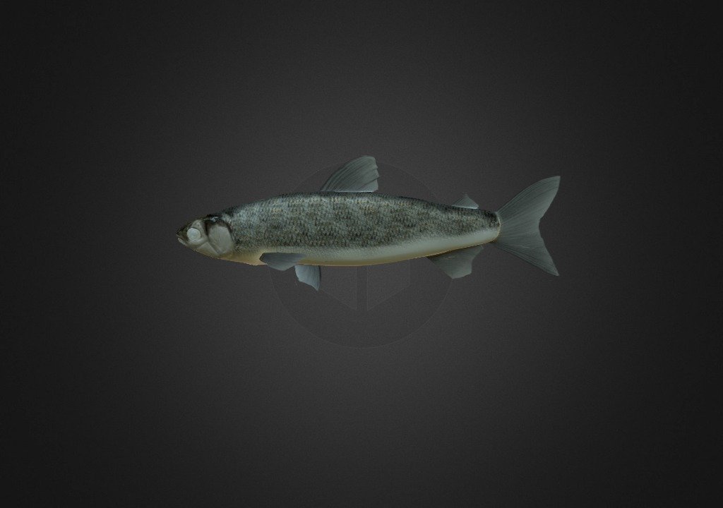 Coregonus Autumnalis - 3D model by iTechnol [4fdda0f] - Sketchfab