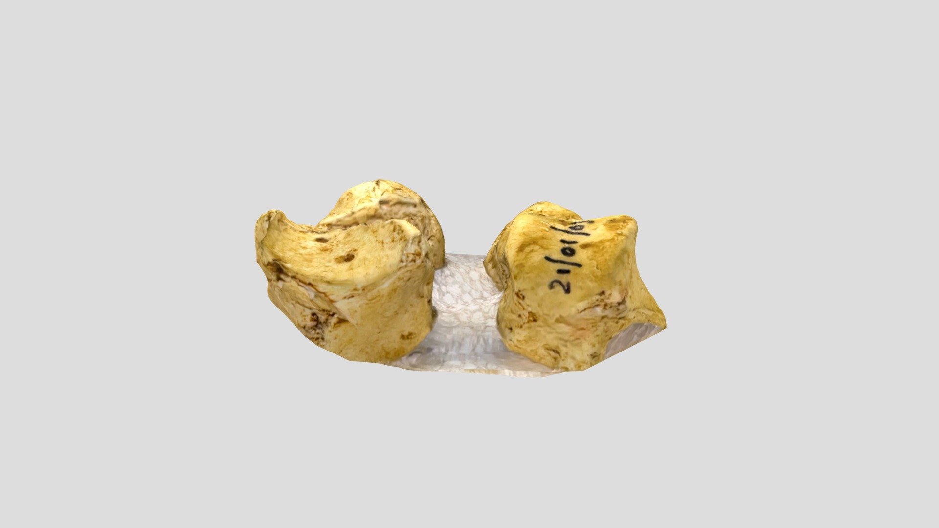 Talus (superior and inferior view) - 3D model by Drpradipchauhan ...