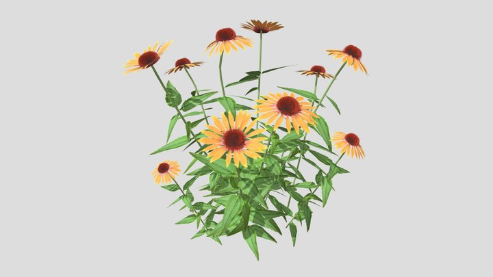 Coneflower 3D models - Sketchfab