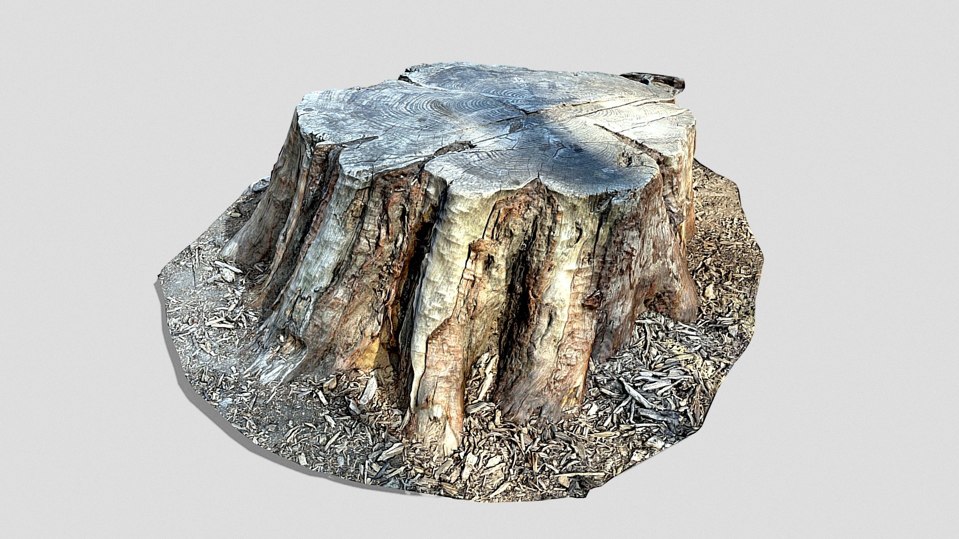 Stump (Object Capture) - Download Free 3D model by Emm (@edemaistre ...