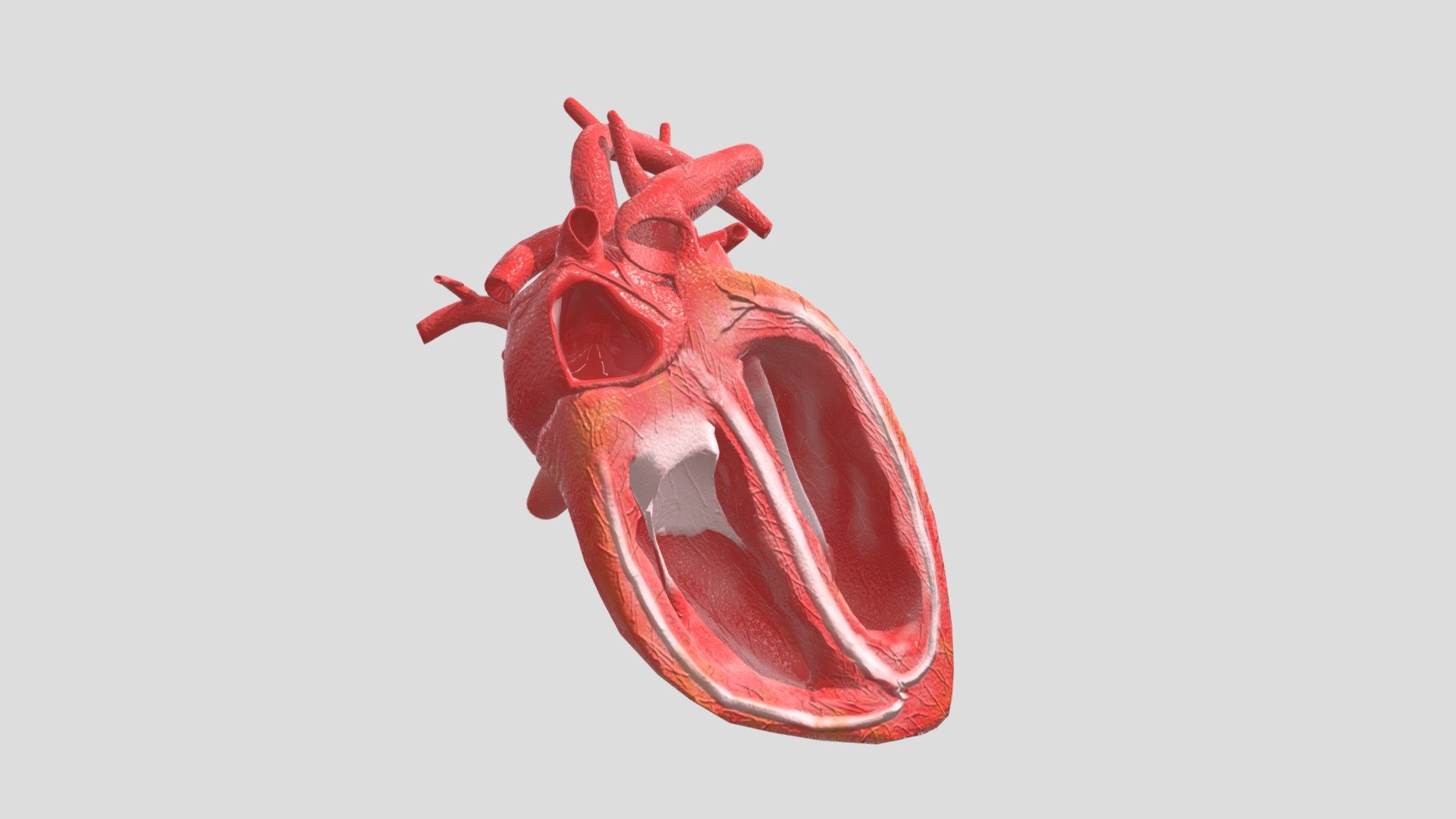 Bisected heart_Maya_Substance painter - Download Free 3D model by ...