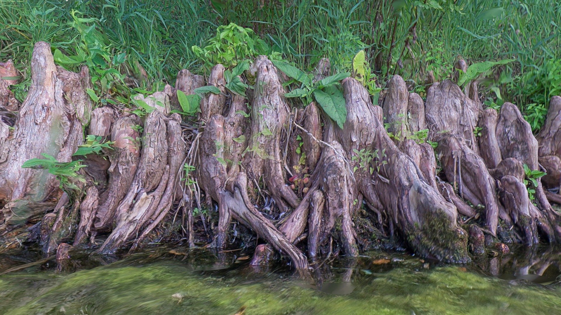 tree roots plunging down the shore - Buy Royalty Free 3D model by ...