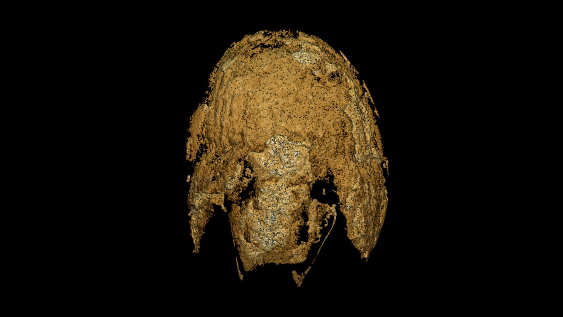 Cambroraster sp. from the Chengjiang biota - 3D model by ...