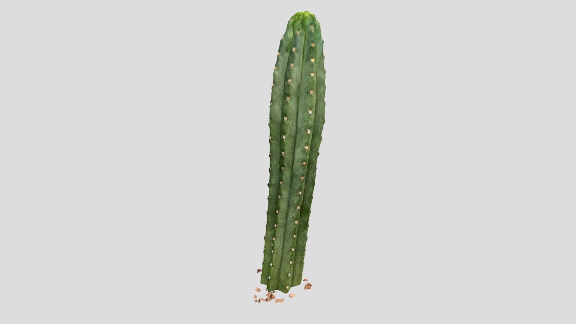 Cactus without pot (Echinopsis pachanoi) - Download Free 3D model by ...
