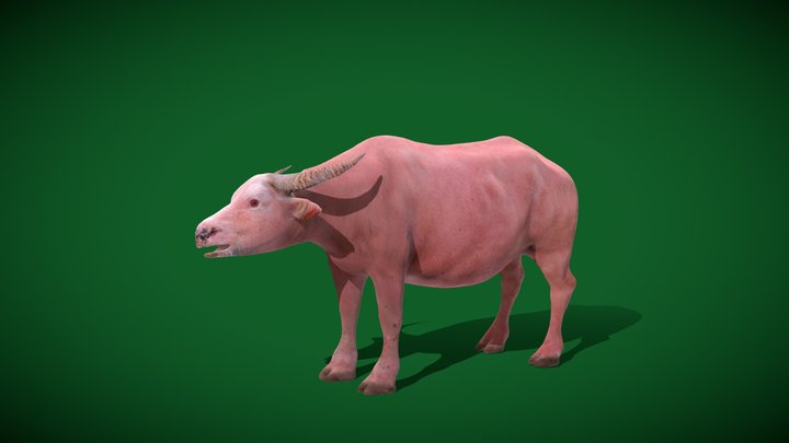 Rare-animals 3D models - Sketchfab