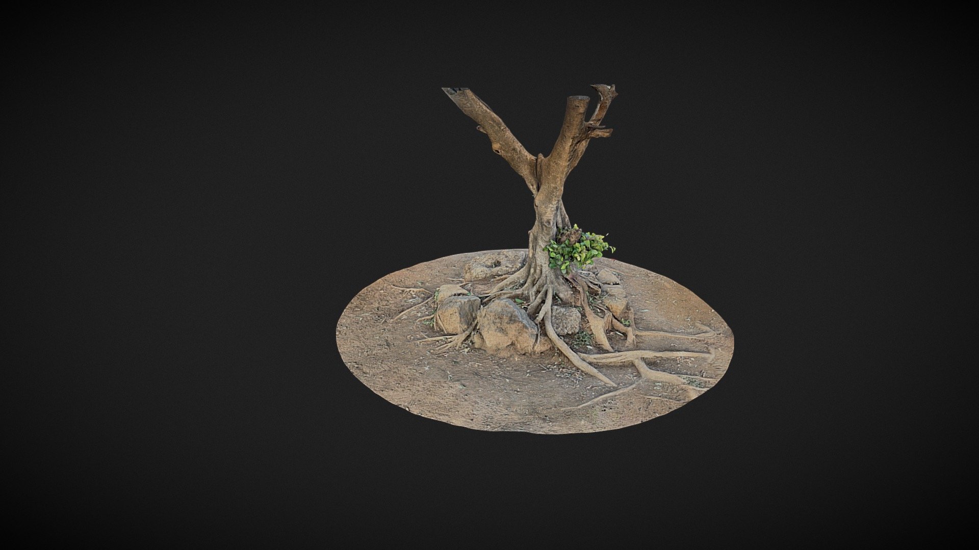 Tree Roots - Download Free 3D model by raobott [4ff625a] - Sketchfab