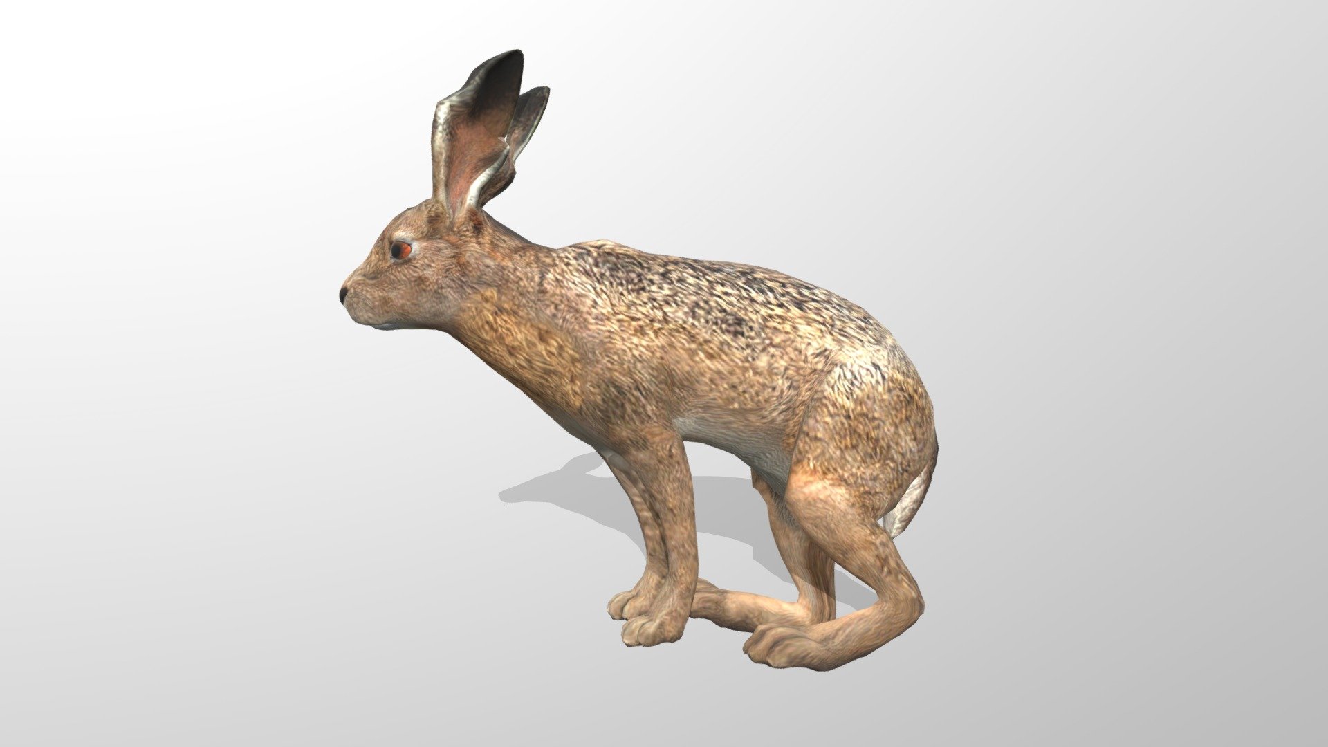 hare from COTW game - Download Free 3D model by Game-animal ripper ...