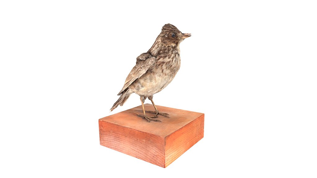 bird collection - A 3D model collection by The Watt Institution ...
