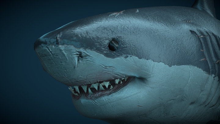 Megalodon 3D models - Sketchfab
