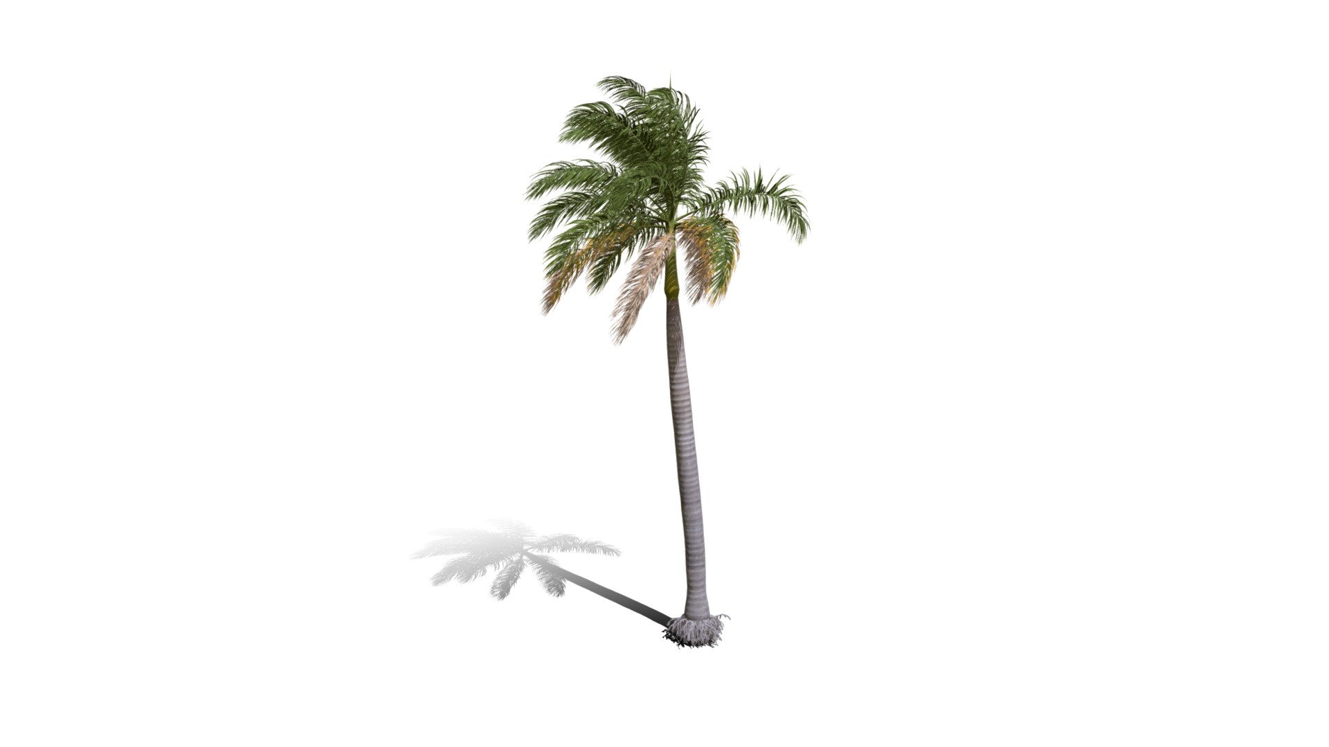 Realistic HD Royal palm (23/25) - Download Free 3D model by ...