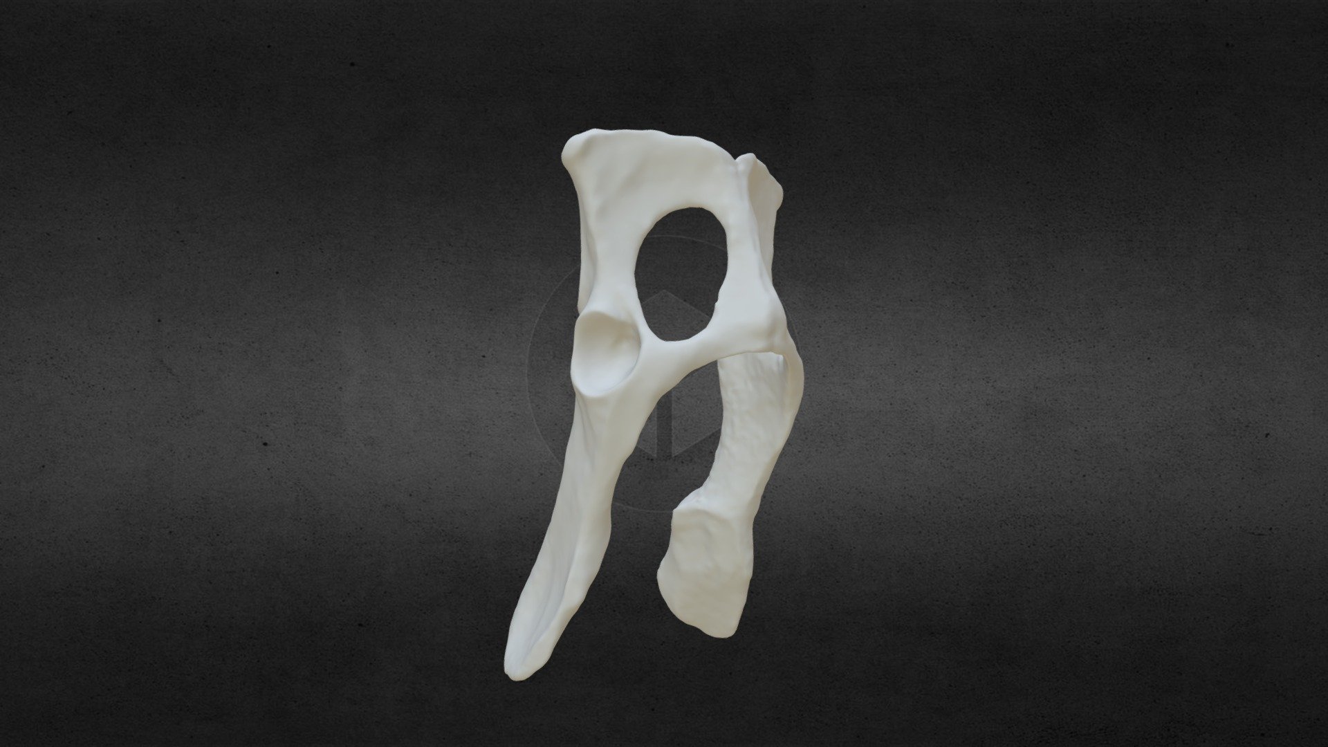 Domestic Cat Pelvis Download Free 3d Model By Doccopemys 501039d Sketchfab