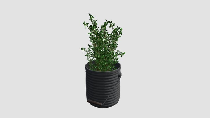 Thyme 3D models - Sketchfab