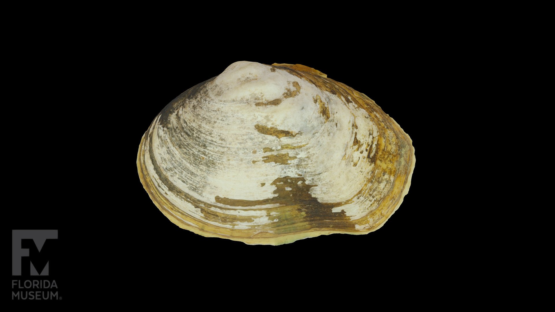 Littlewing pearlymussel - Freshwater Mussel - 3D model by FloridaMuseum ...
