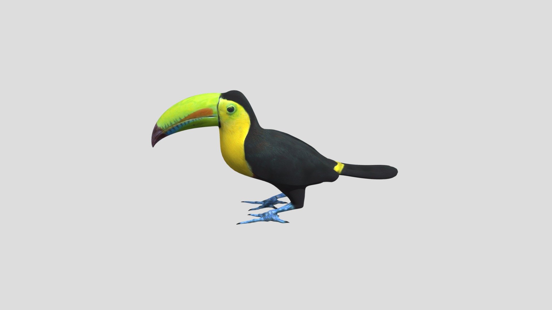 Tucán - 3D model by Eitan Ramirez (@eitanramirez2) [501f452] - Sketchfab