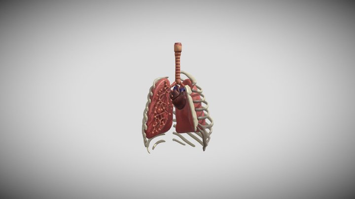 Lungs 3D models - Sketchfab