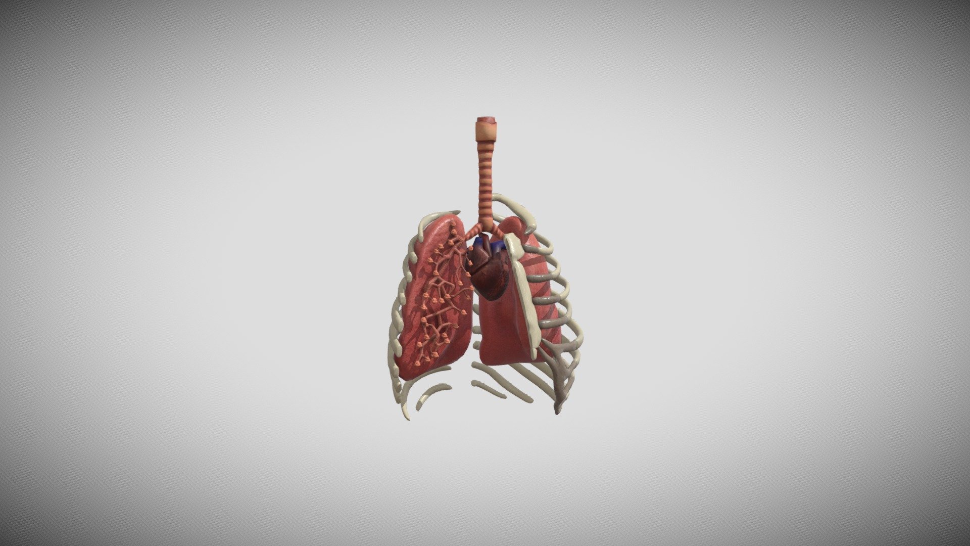 Human Respiratory System Breathing Animation - 3D model by Brave.Pixel ...