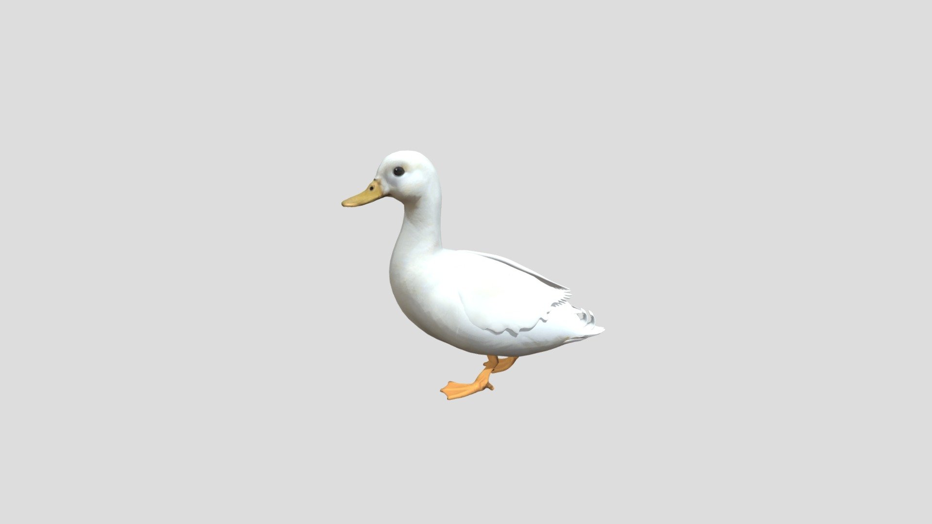 Duck Walk Circle - 3D model by sakuramoto [502687b] - Sketchfab