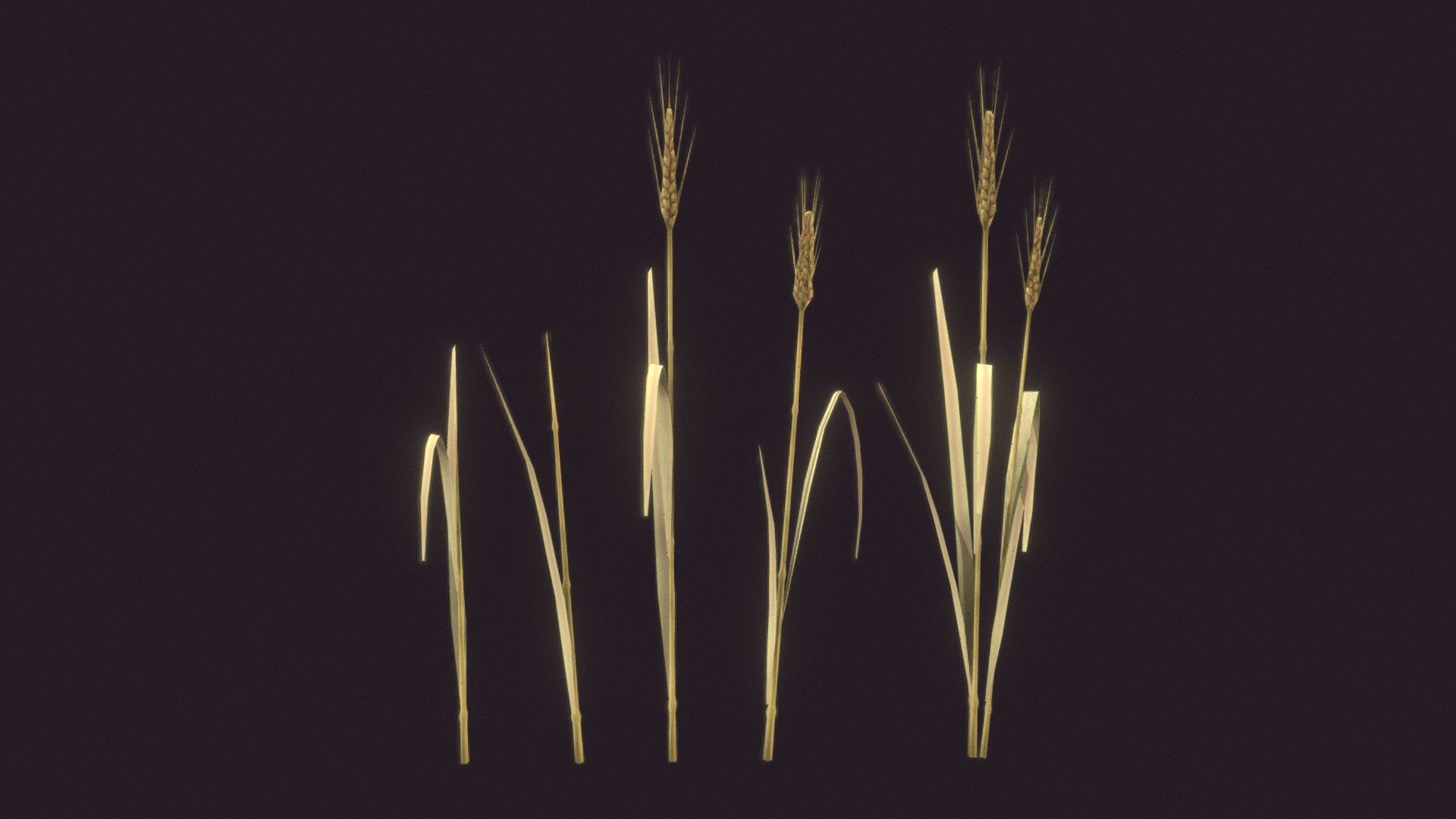 Realistic Wheat - Download Free 3D model by Graphetta [5027096] - Sketchfab