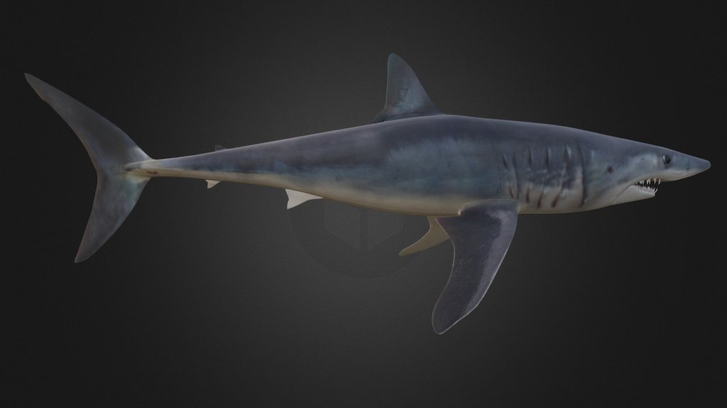 Mako Shark - 3D model by 3dsam79 [5027892] - Sketchfab