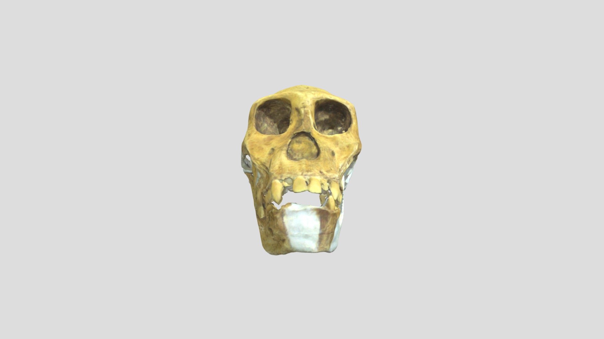 Australopithecus sediba - 3D model by Digital Learning Studio ...