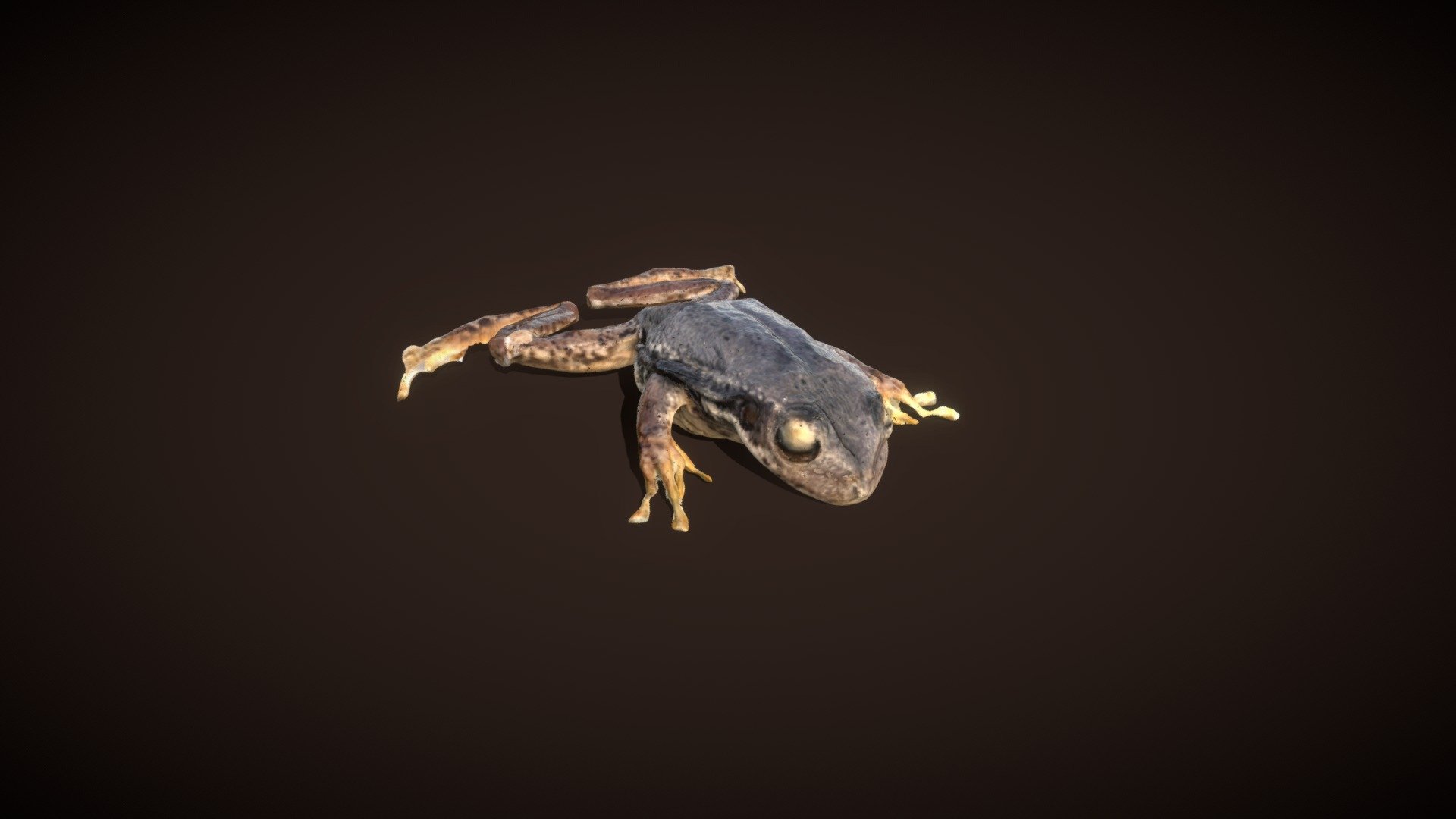 RANA SCAN DEBER V2 - 3D model by josue.paredes.v2002 [502bed2] - Sketchfab