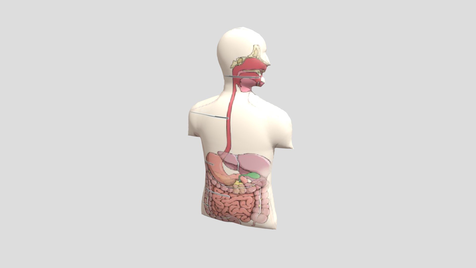 Organ Manusia-Sistem Pencernaan - Download Free 3D model by nkarnilah ...