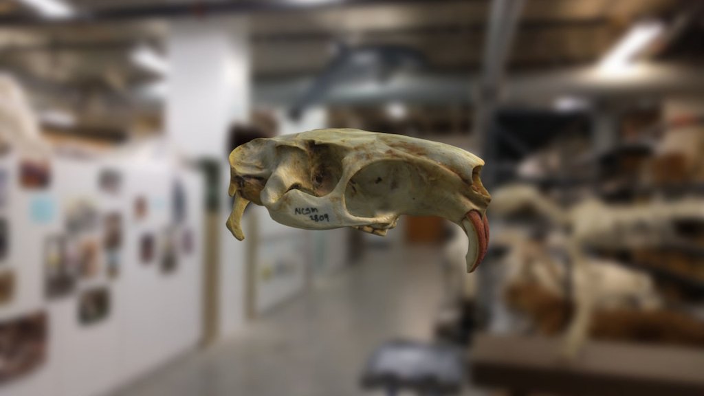 Nutria Skull - Download Free 3D model by Jonathan Kozak (@utica_boy ...