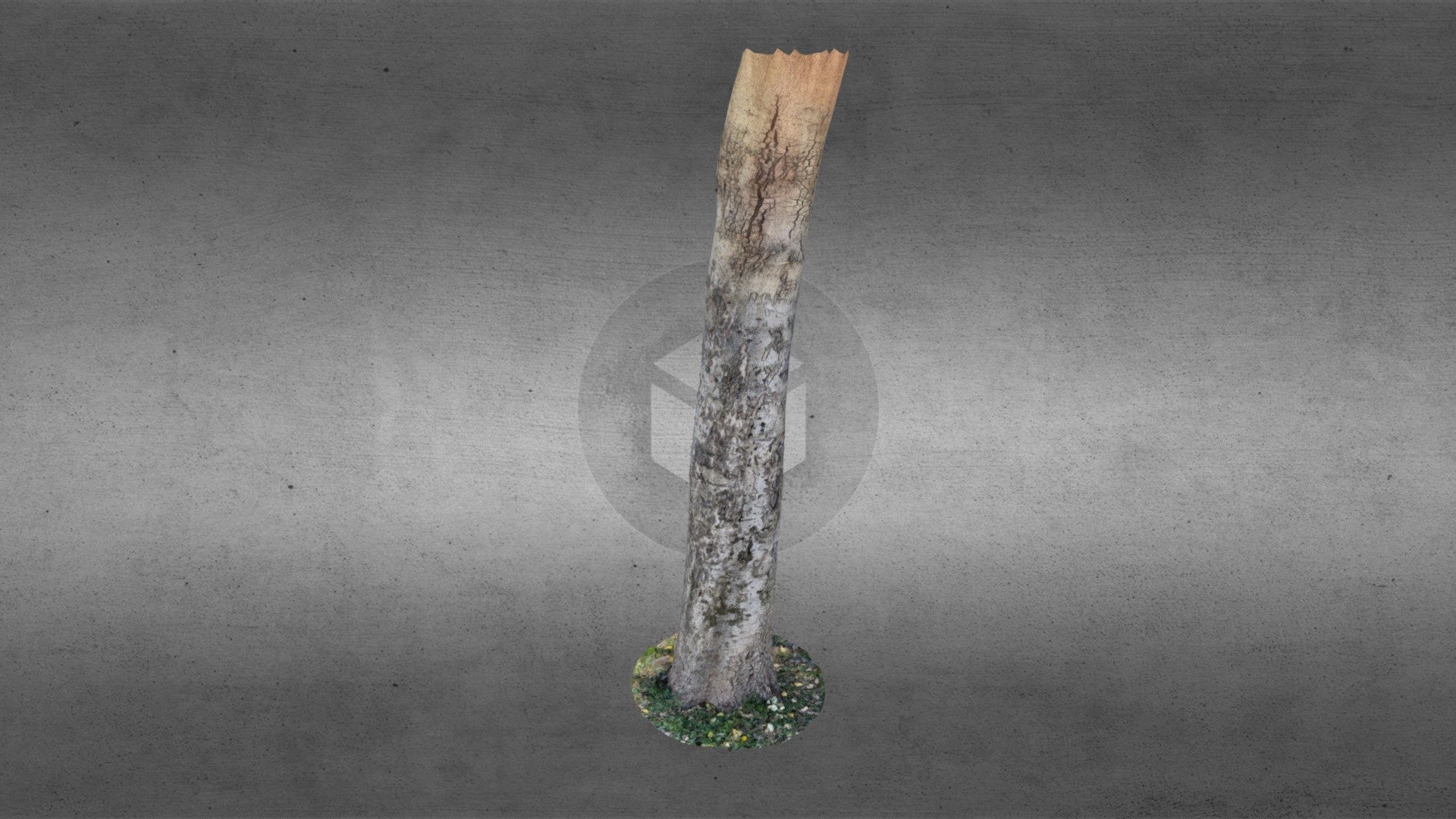 3D Scan: Tree stump - Download Free 3D model by CARTE 3D (@carte3d ...