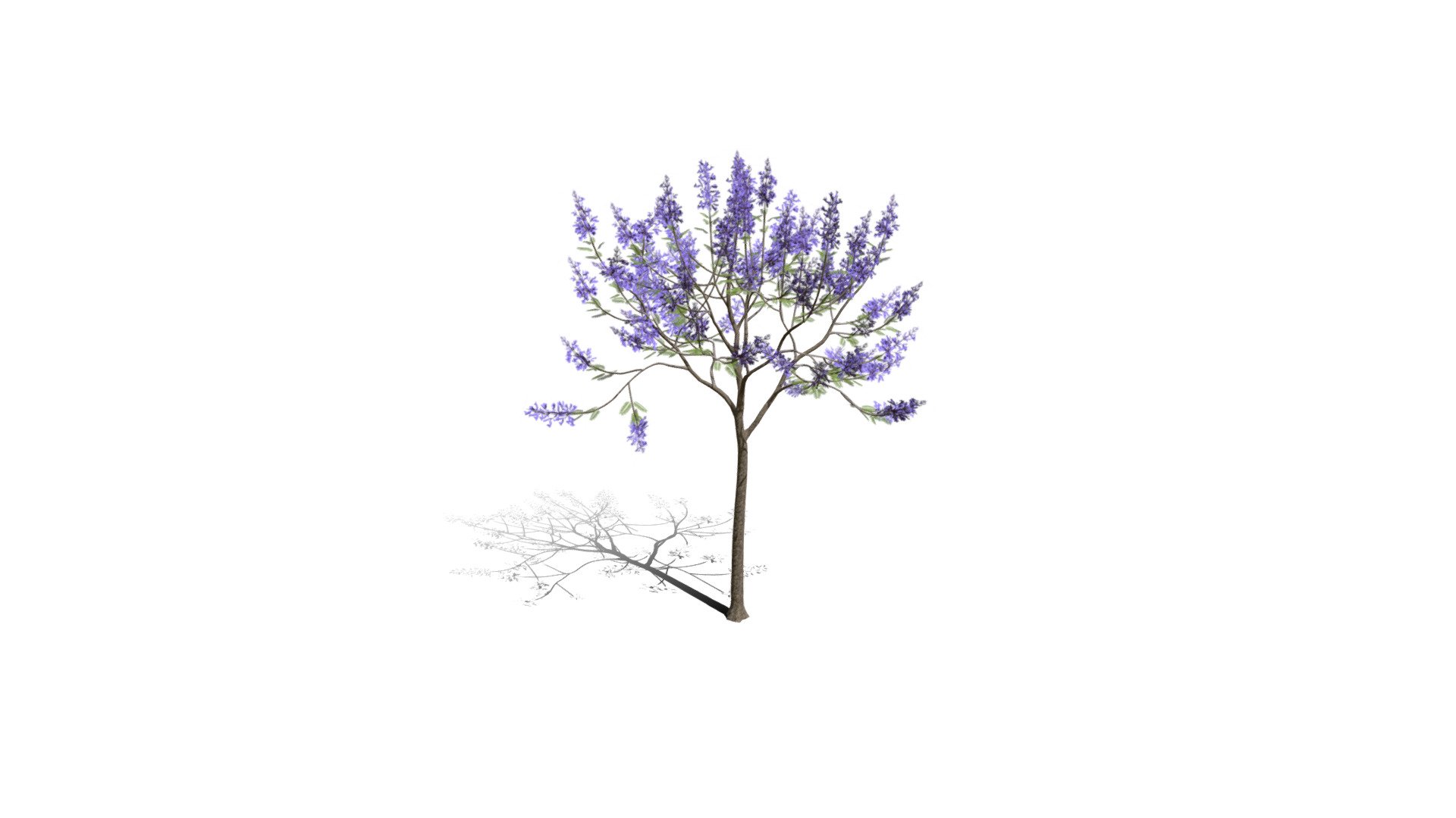 Realistic HD Blue jacaranda (1/40) - Download Free 3D model by ...