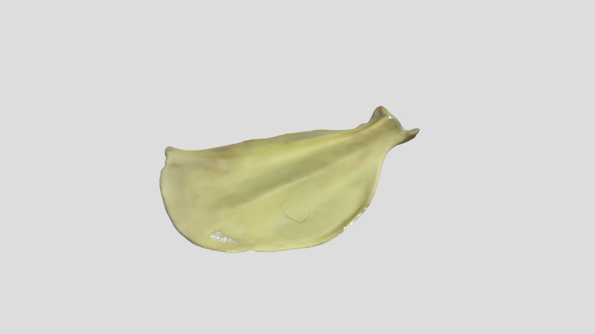 Gibnut Scapula - Download Free 3D model by coolishwizard [502f85d ...