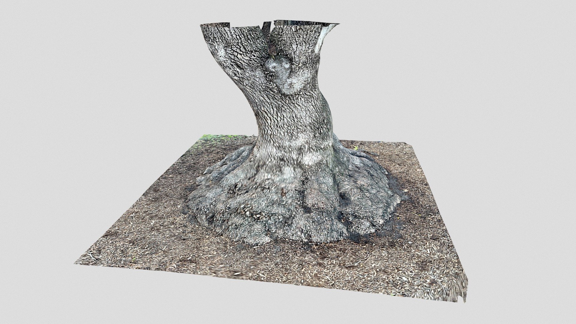 Tree trunk (polycam.ai) - Download Free 3D model by Emm (@edemaistre ...