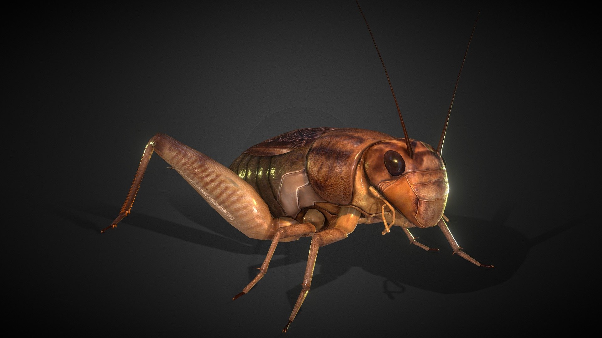 Cricket - Buy Royalty Free 3D model by animod [5044816] - Sketchfab Store