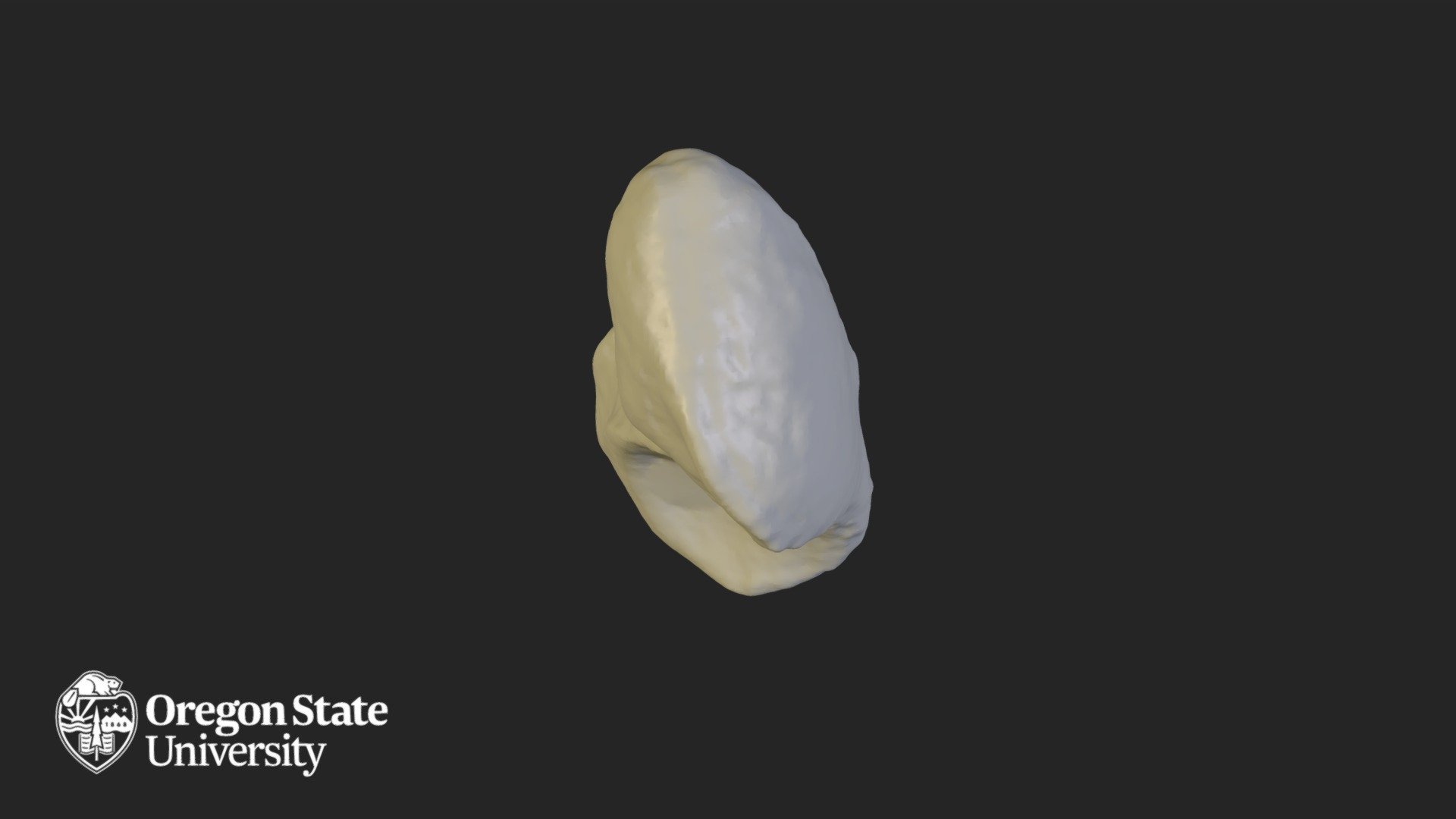 Scaphoid - Download Free 3D model by Oregon State University | Ecampus ...