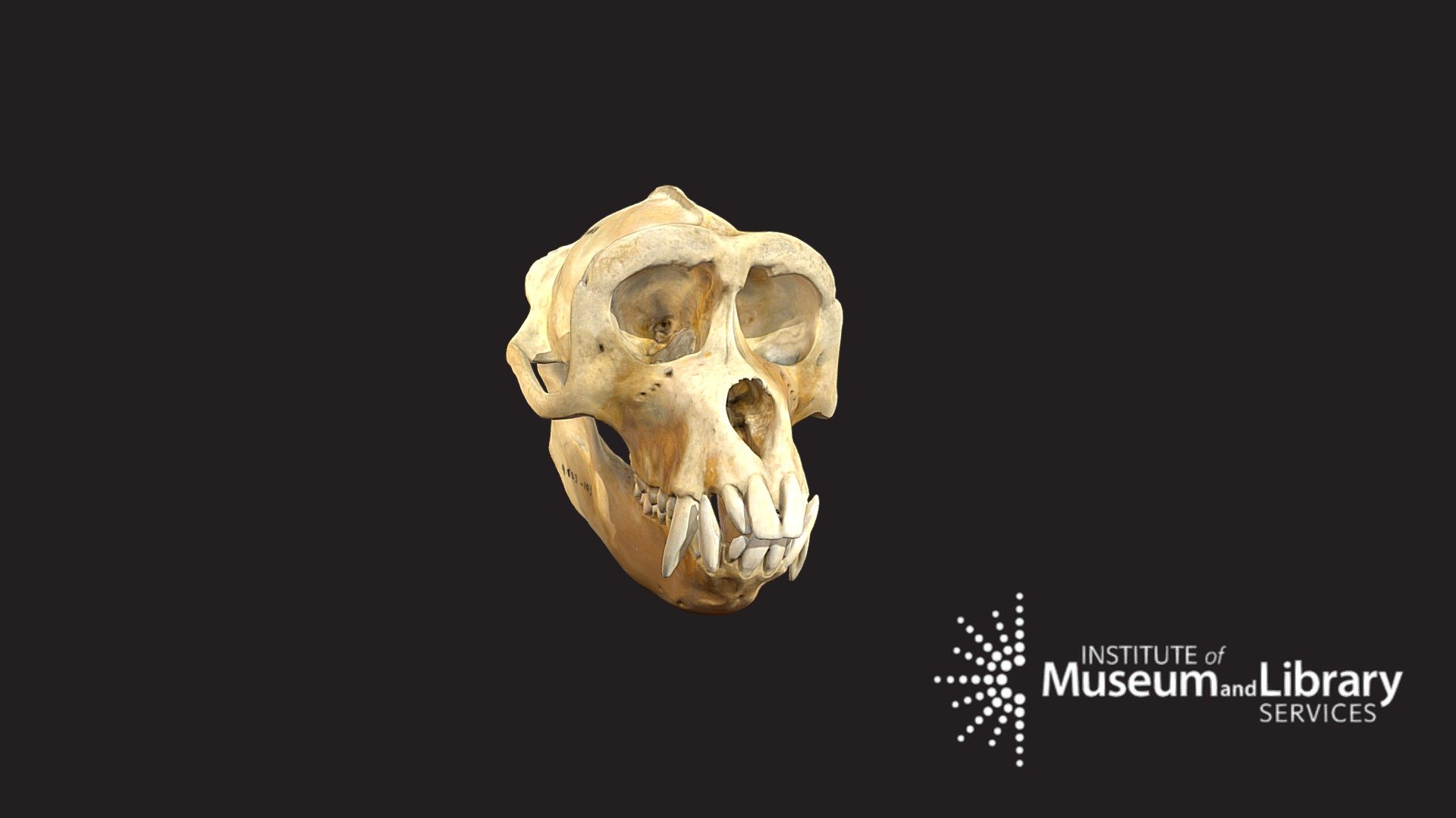 HTB 1163, Crab-eating Macaque Skull - 3D model by Cleveland Museum of ...
