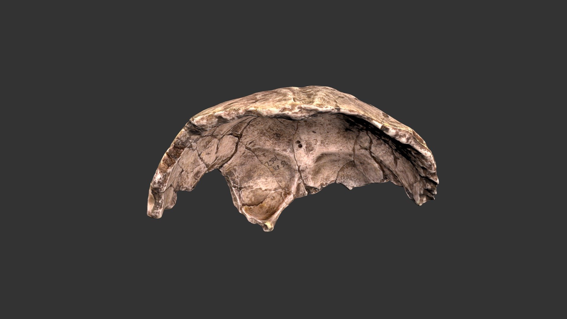 Australopithecus africanus (2501.1rp52) - Download Free 3D model by RLA ...