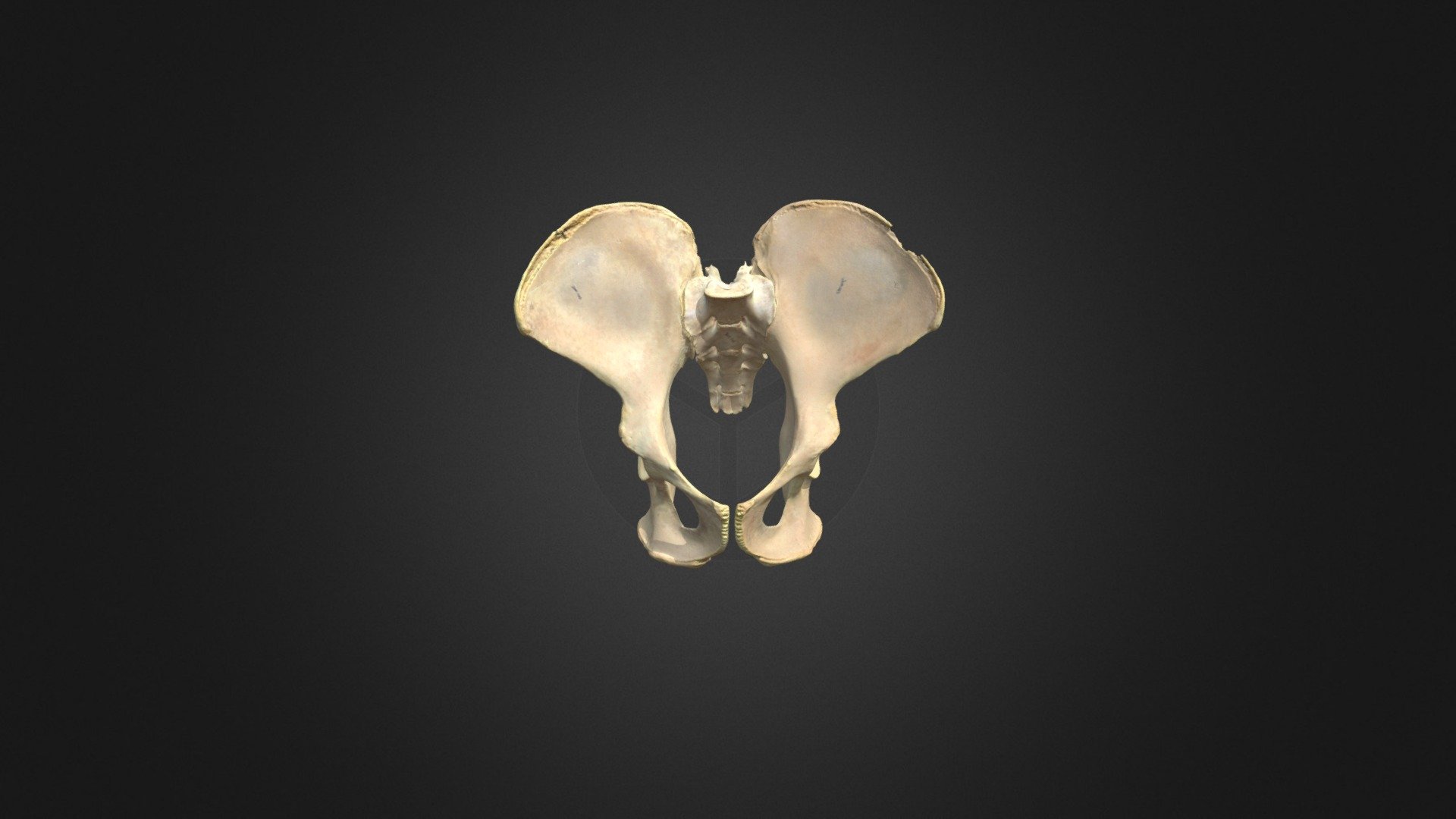 Gorilla gorilla gorilla, pelvis - 3D model by Museu de Ciències ...