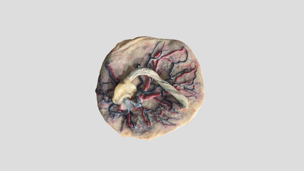 embryology - A 3D model collection by aherrler - Sketchfab