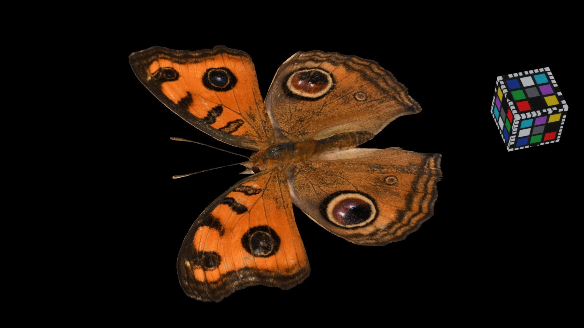 CC0 タテハモドキ 🦋 Peacock Pansy, Junonia almana - Download Free 3D model by ...