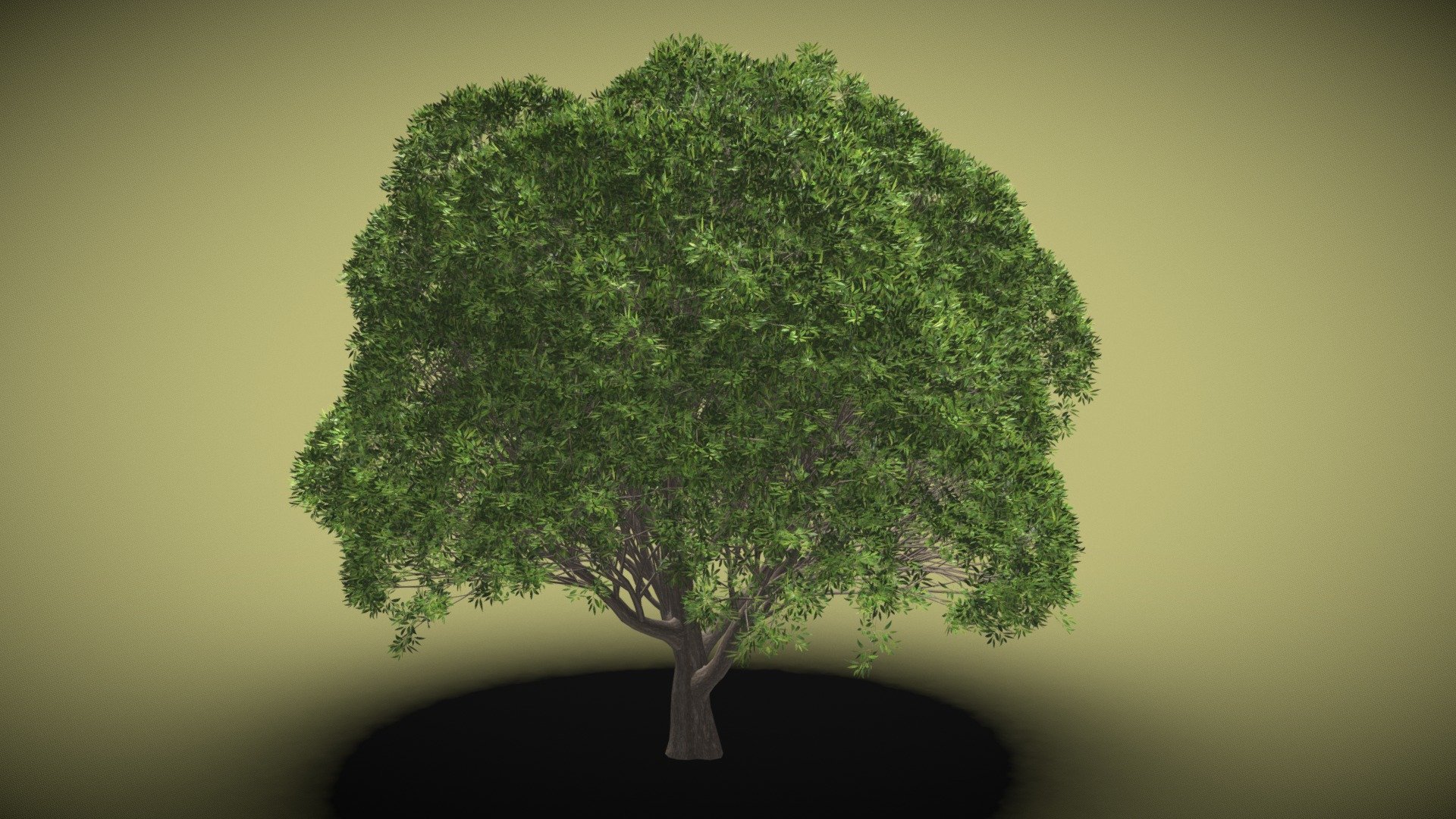 Globular Willow tree - Buy Royalty Free 3D model by Ruslan Malovsky ...
