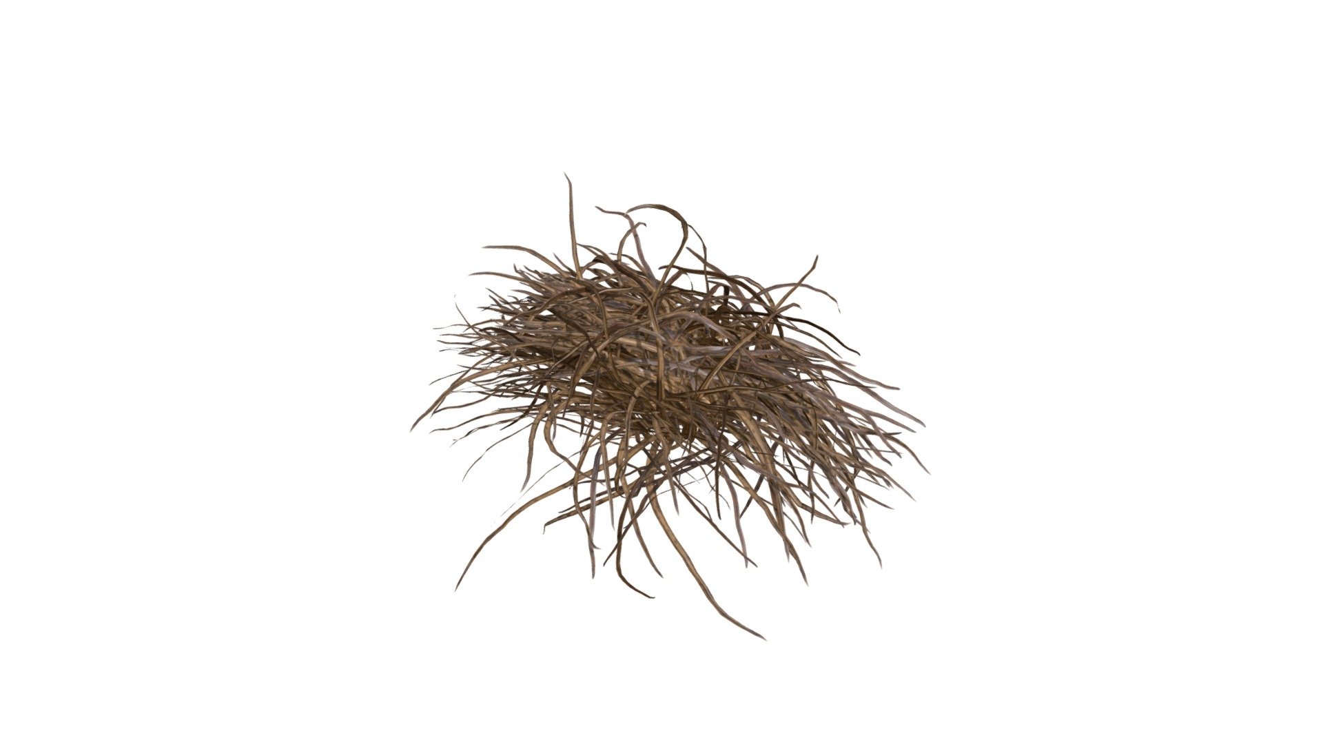 Winter Dead Dwarf Mondo Grass shrubs - Buy Royalty Free 3D model by ...